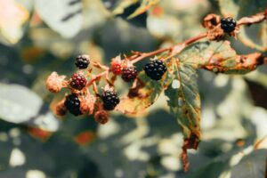Our Staff - Wolastoqey